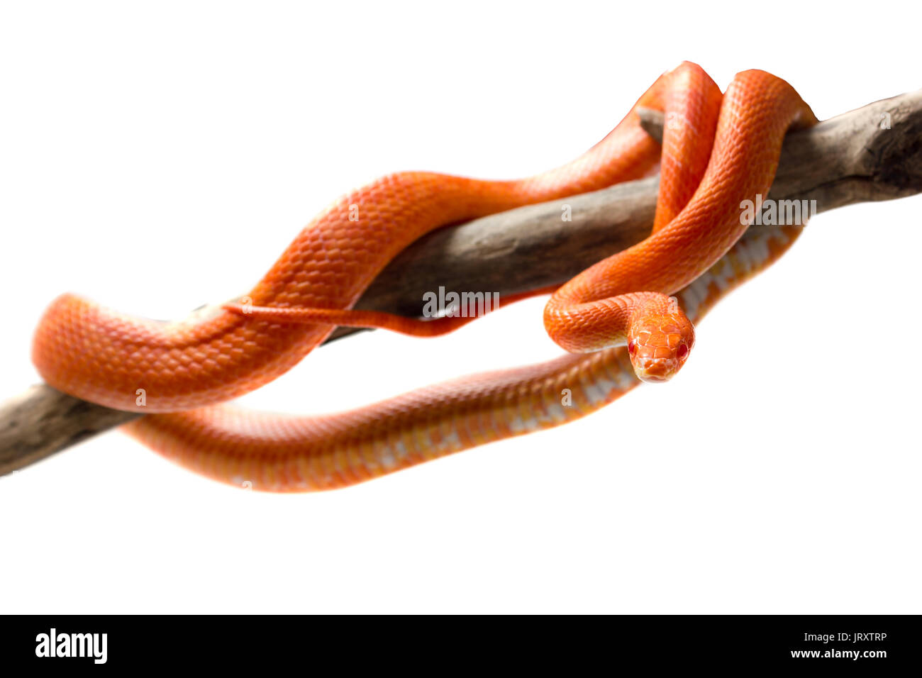 Cute corn snake female on a tree isolated on white, hypo fire morph ...
