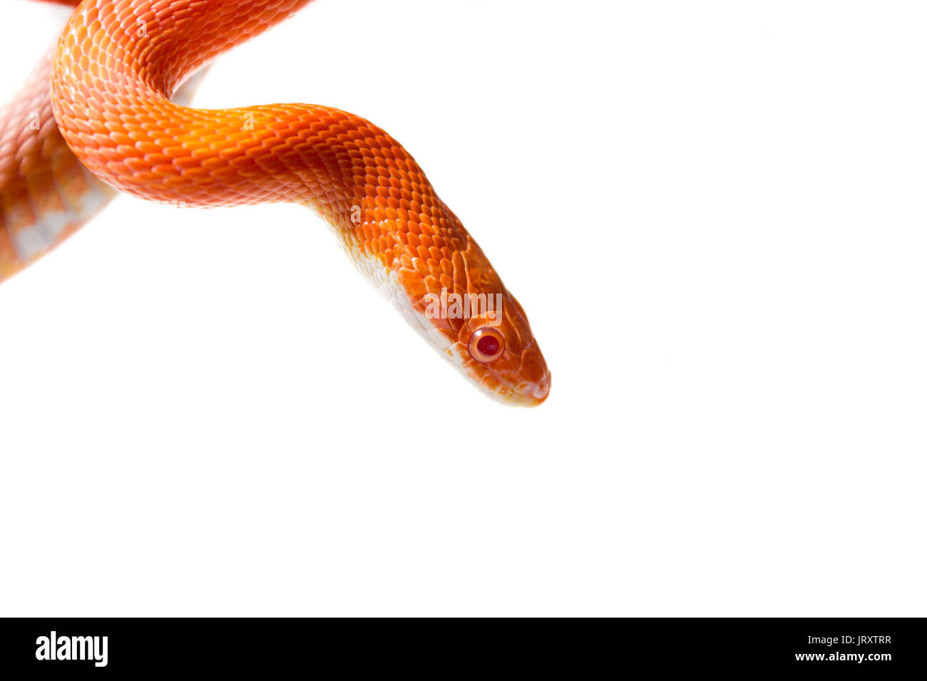 Cute corn snake female on a tree isolated on white, hypo fire morph ...