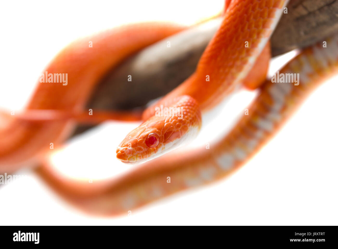 Cute corn snake female on a tree isolated on white, hypo fire morph ...