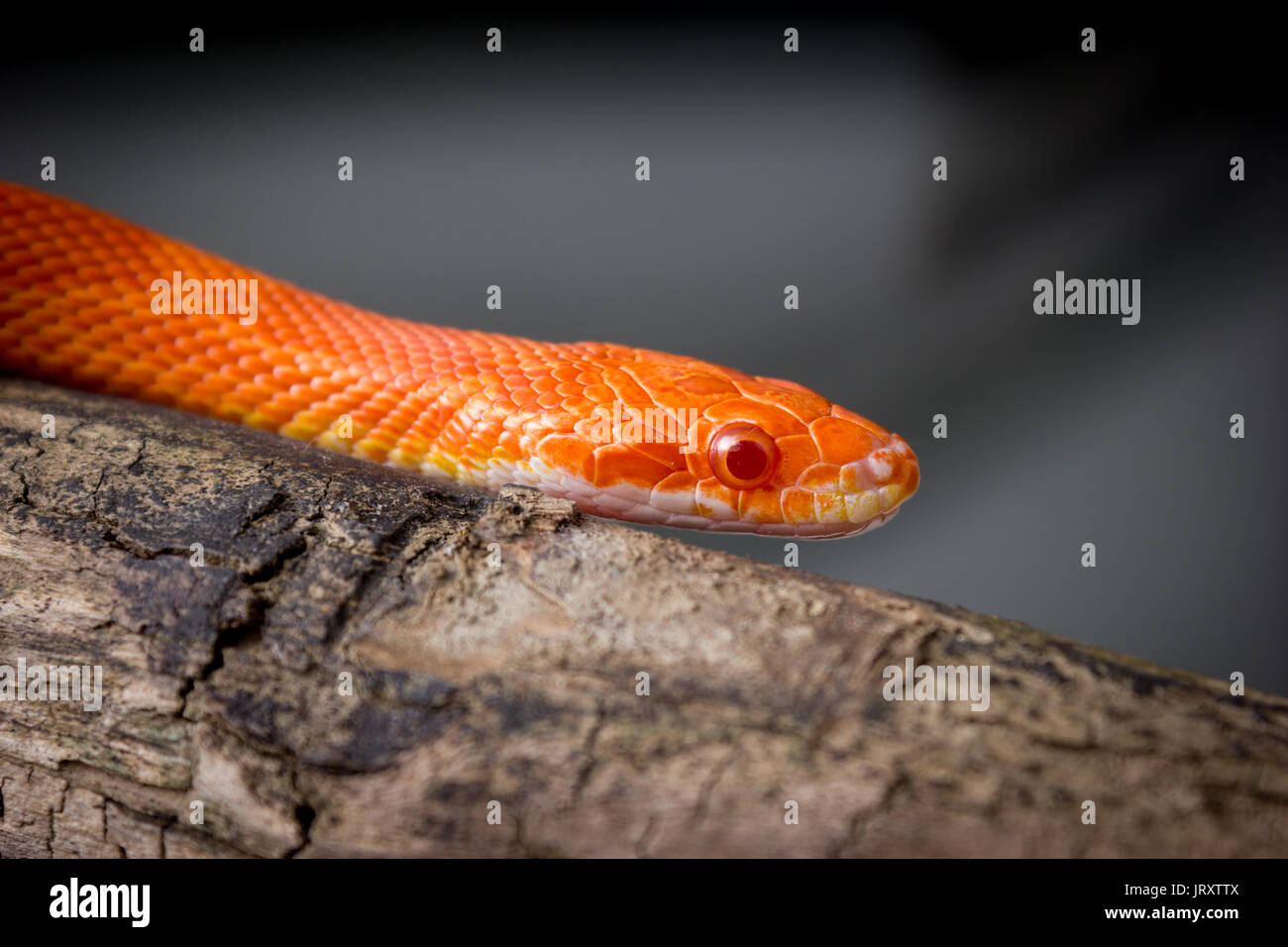 Cute corn snake female on a tree on dark background, hypo fire morph ...