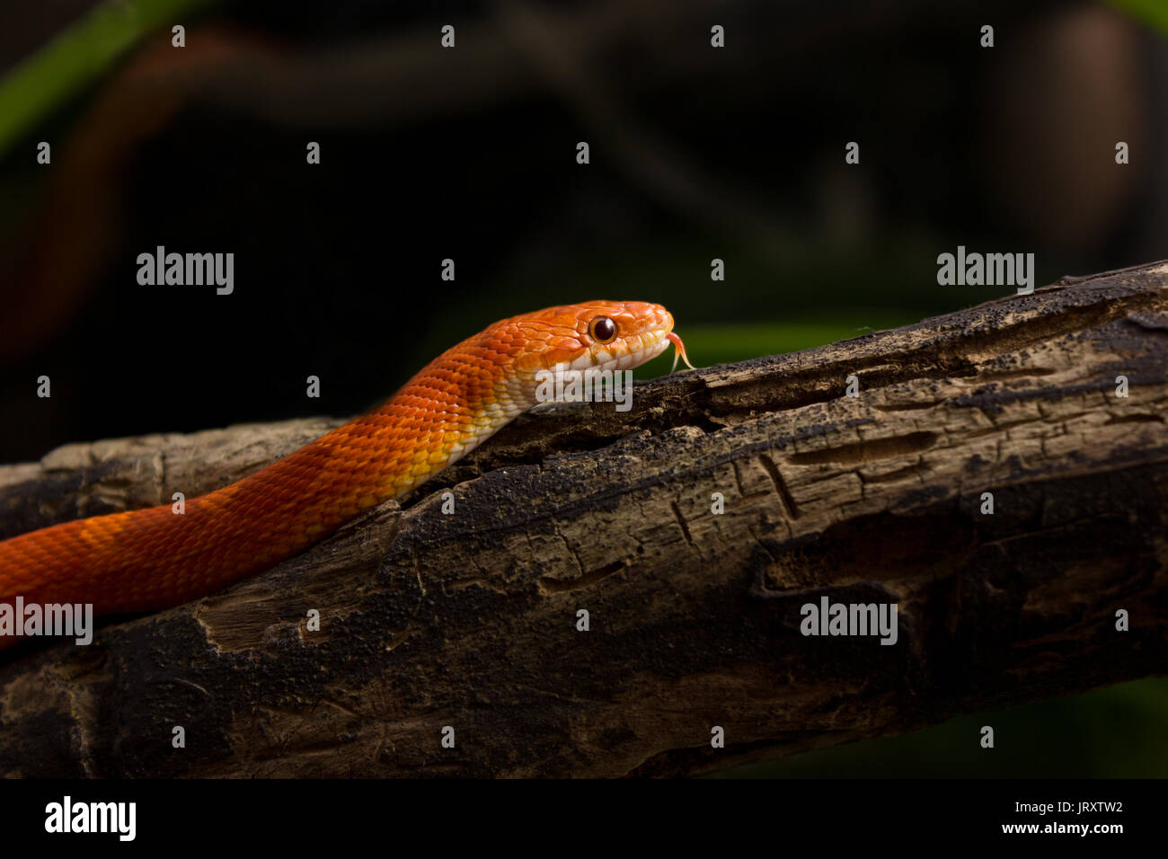 Cute corn snake male on a tree on dark background, hypo bloodred morph ...