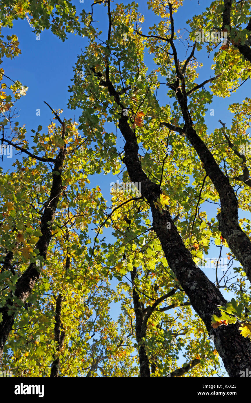 Family of the oak trees going up high Stock Photo - Alamy