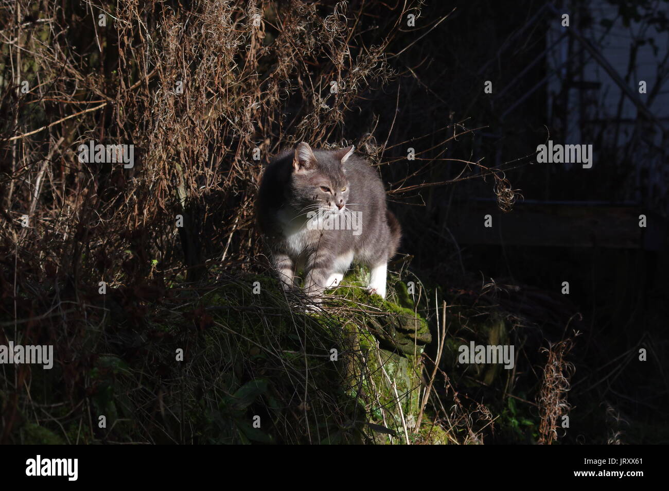 Tabby cat prowling in garden Stock Photo - Alamy