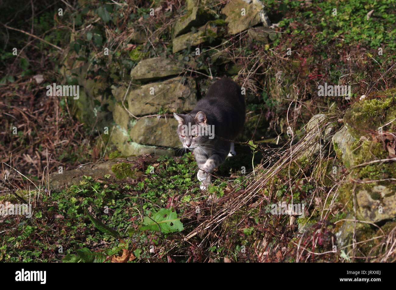 Tabby cat prowling in garden Stock Photo - Alamy