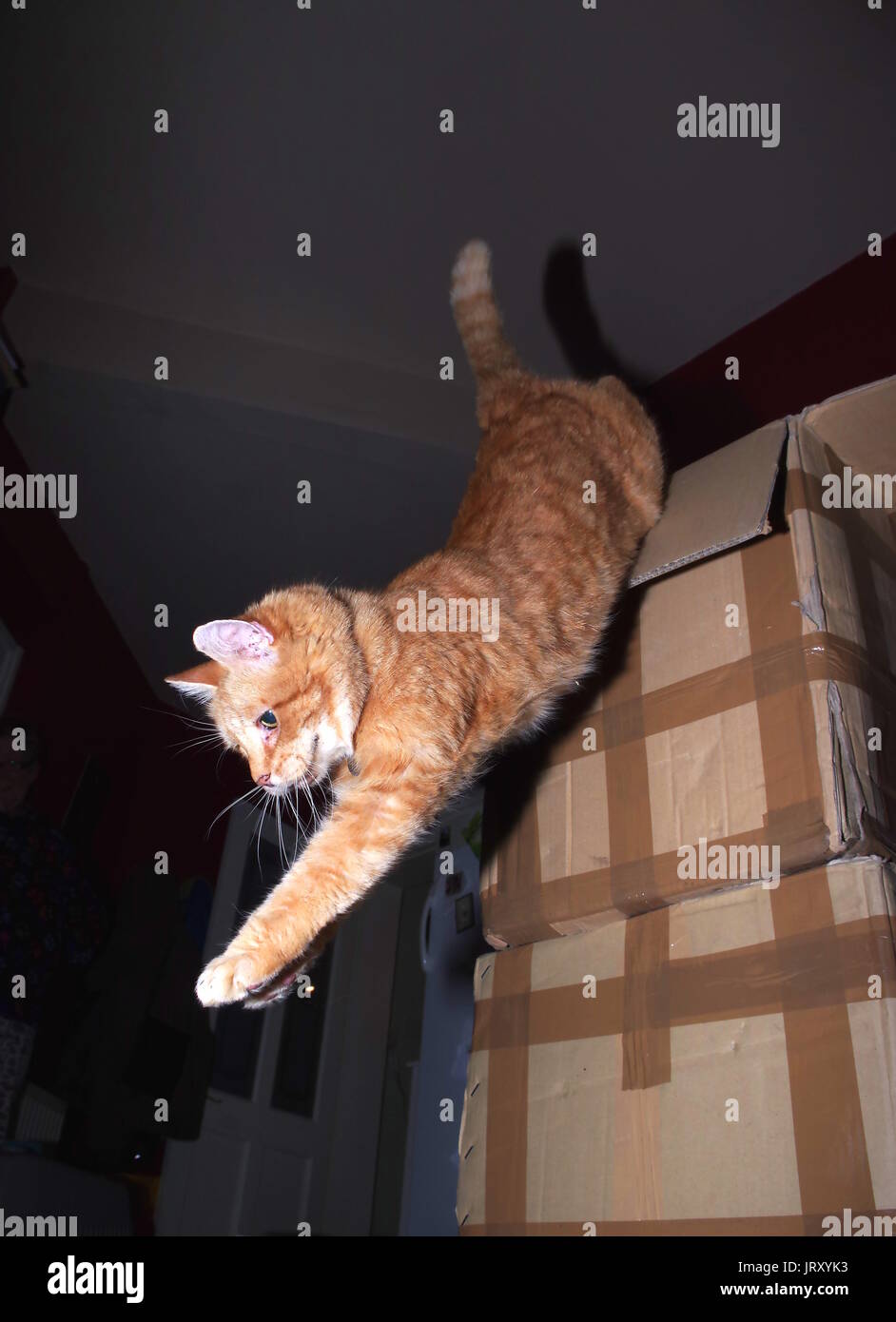 Ginger cat jumping from cardboard box Stock Photo - Alamy