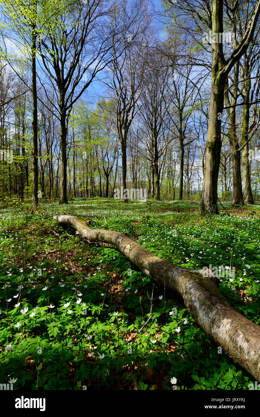 Castell coch hi-res stock photography and images - Alamy
