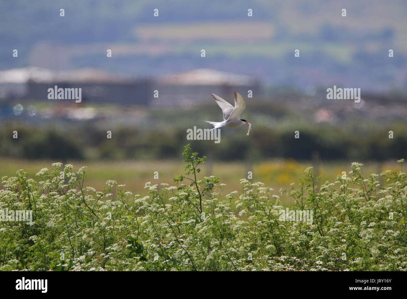 Common tern, Sterna hirundo, at Saltholme RSPB reserve in Teesside. UK ...