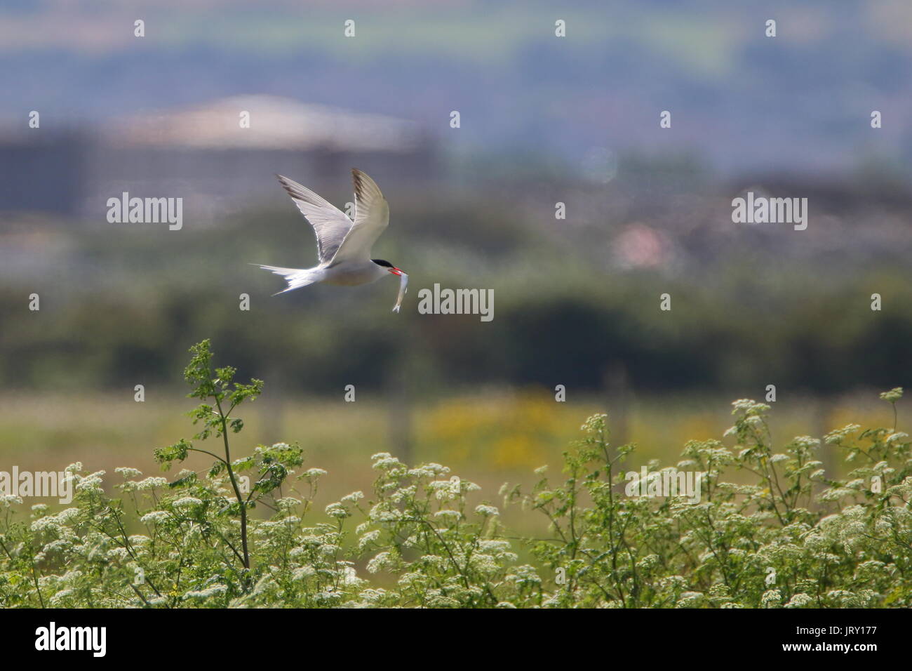Common tern, Sterna hirundo, at Saltholme RSPB reserve in Teesside. UK ...