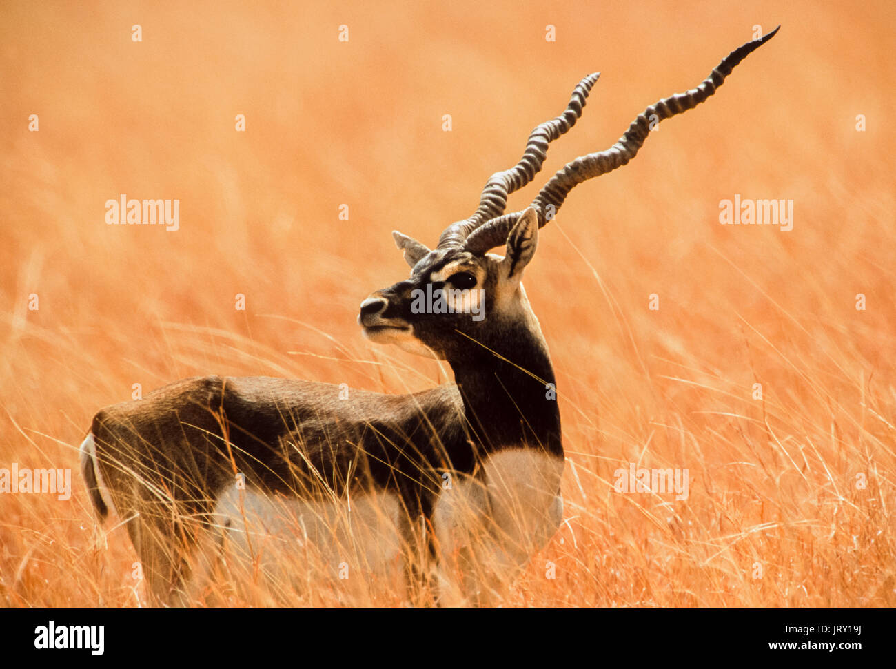 male Indian Blackbuck, also known as Blackbuck or Indian Antelope ...