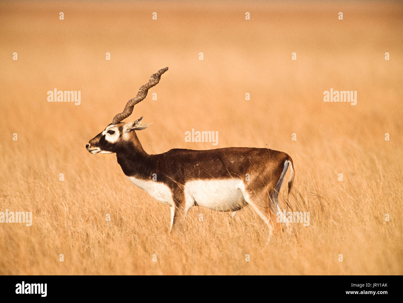 Grassland Blackbuck National Park High Resolution Stock Photography and ...