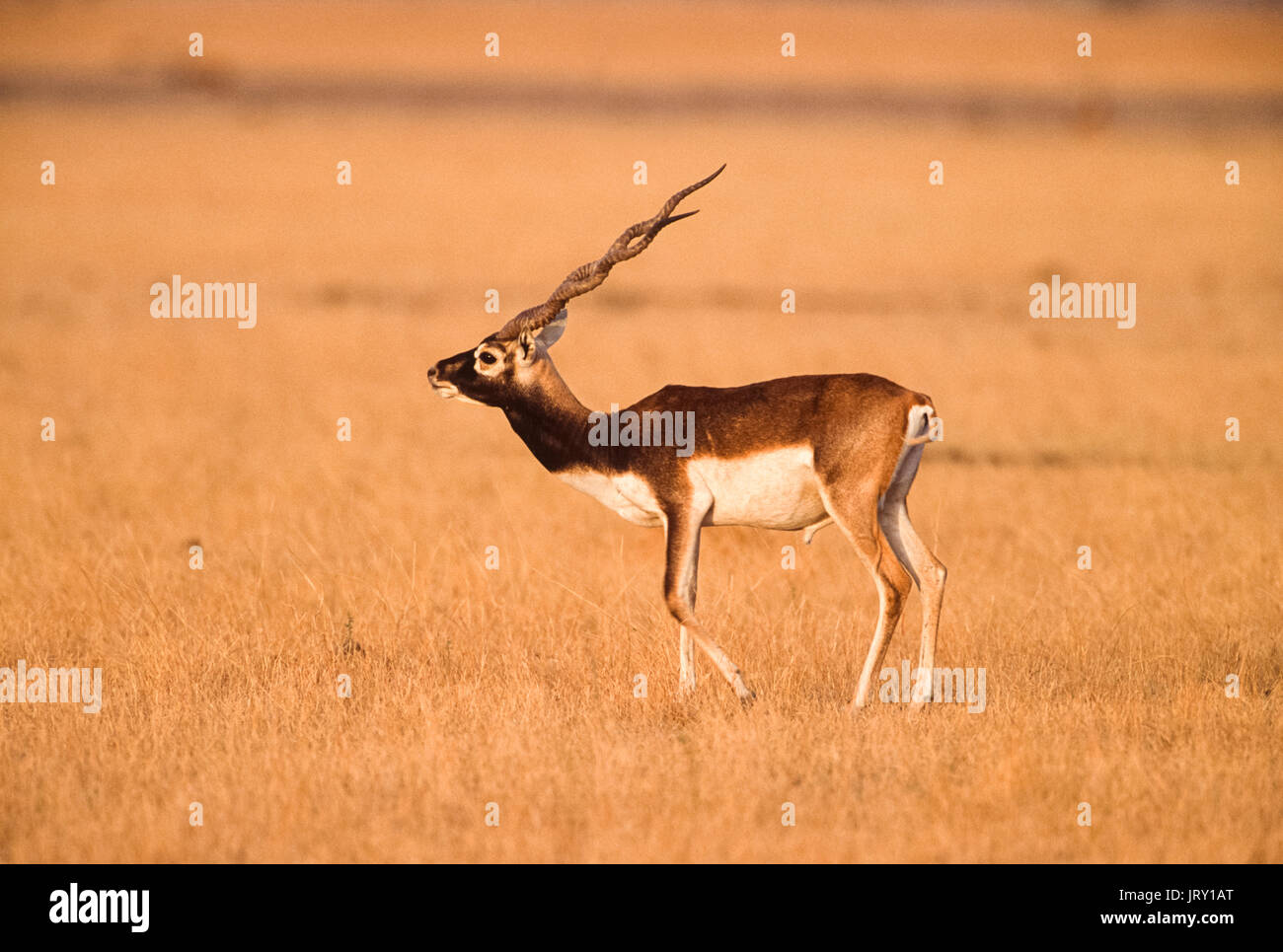 male Indian Blackbuck, also known as Blackbuck or Indian Antelope ...