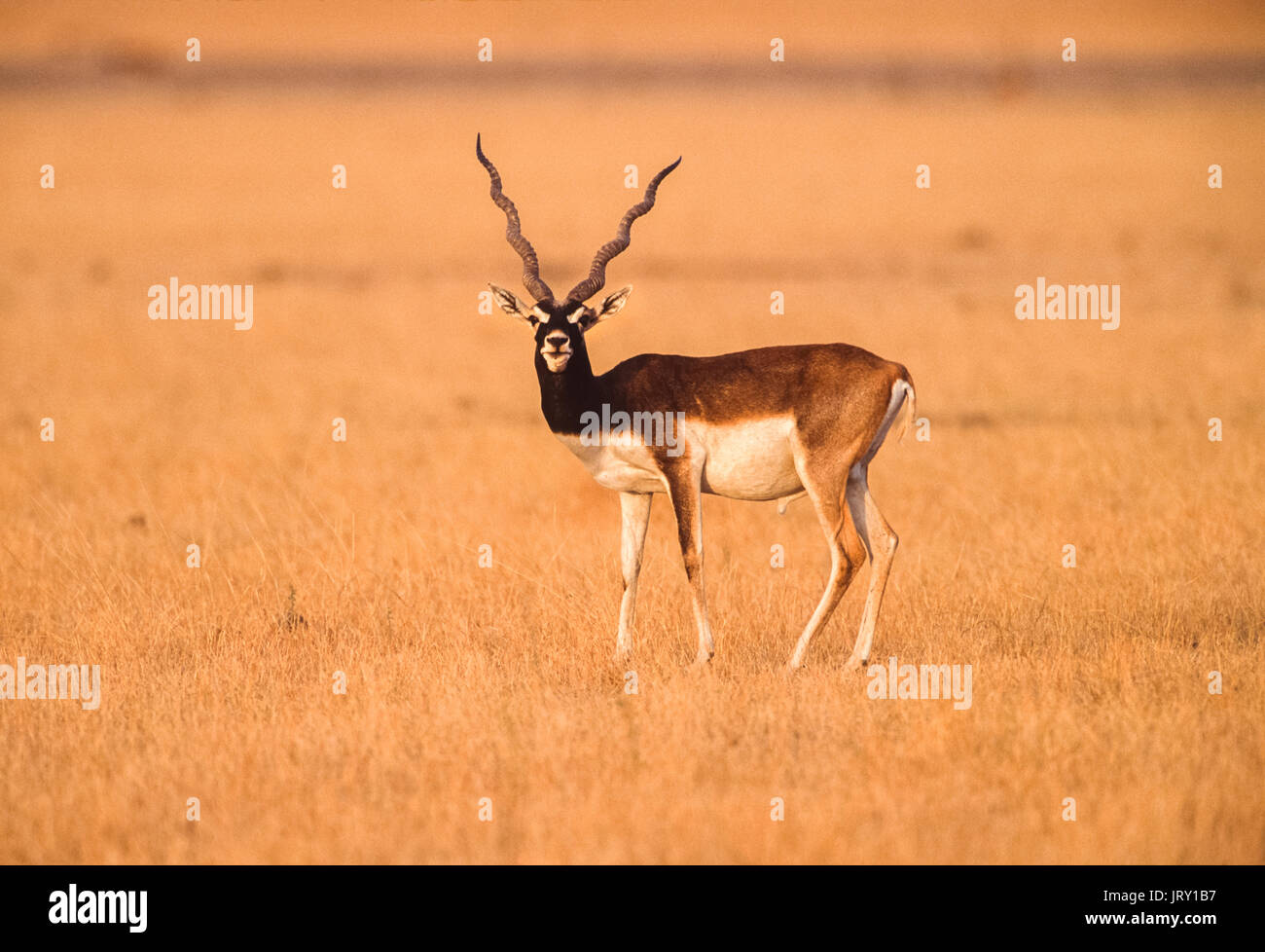 male Indian Blackbuck, also known as Blackbuck or Indian Antelope ...