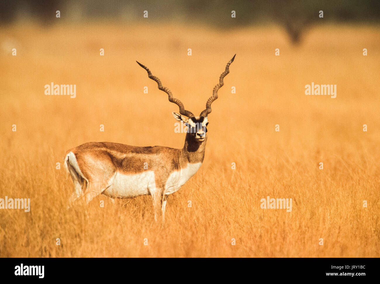 male Indian Blackbuck, also known as Blackbuck or Indian Antelope ...