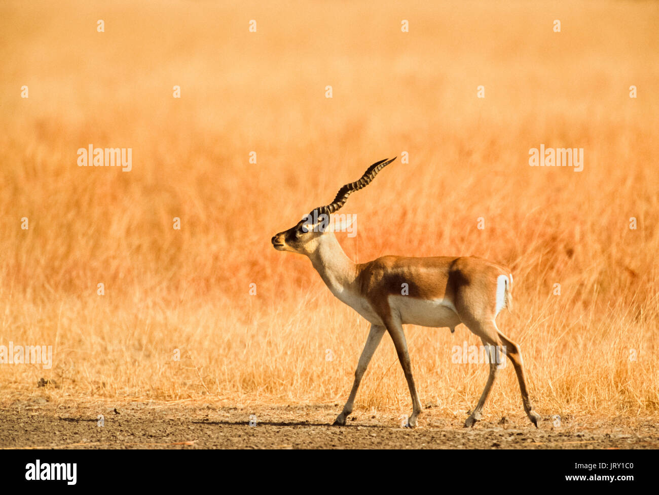 male Indian Blackbuck, also known as Blackbuck or Indian Antelope ...