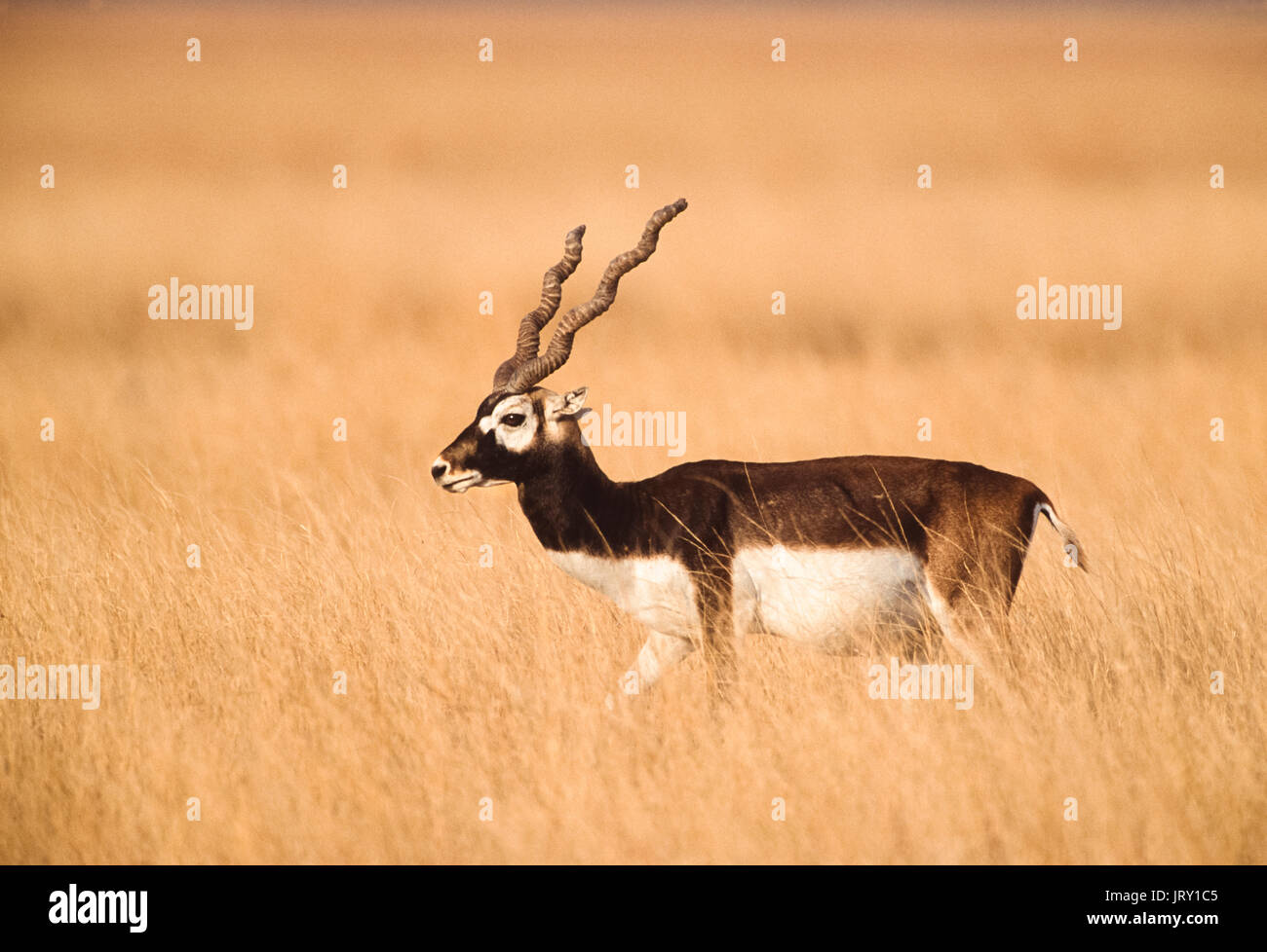 male Indian Blackbuck, also known as Blackbuck or Indian Antelope ...