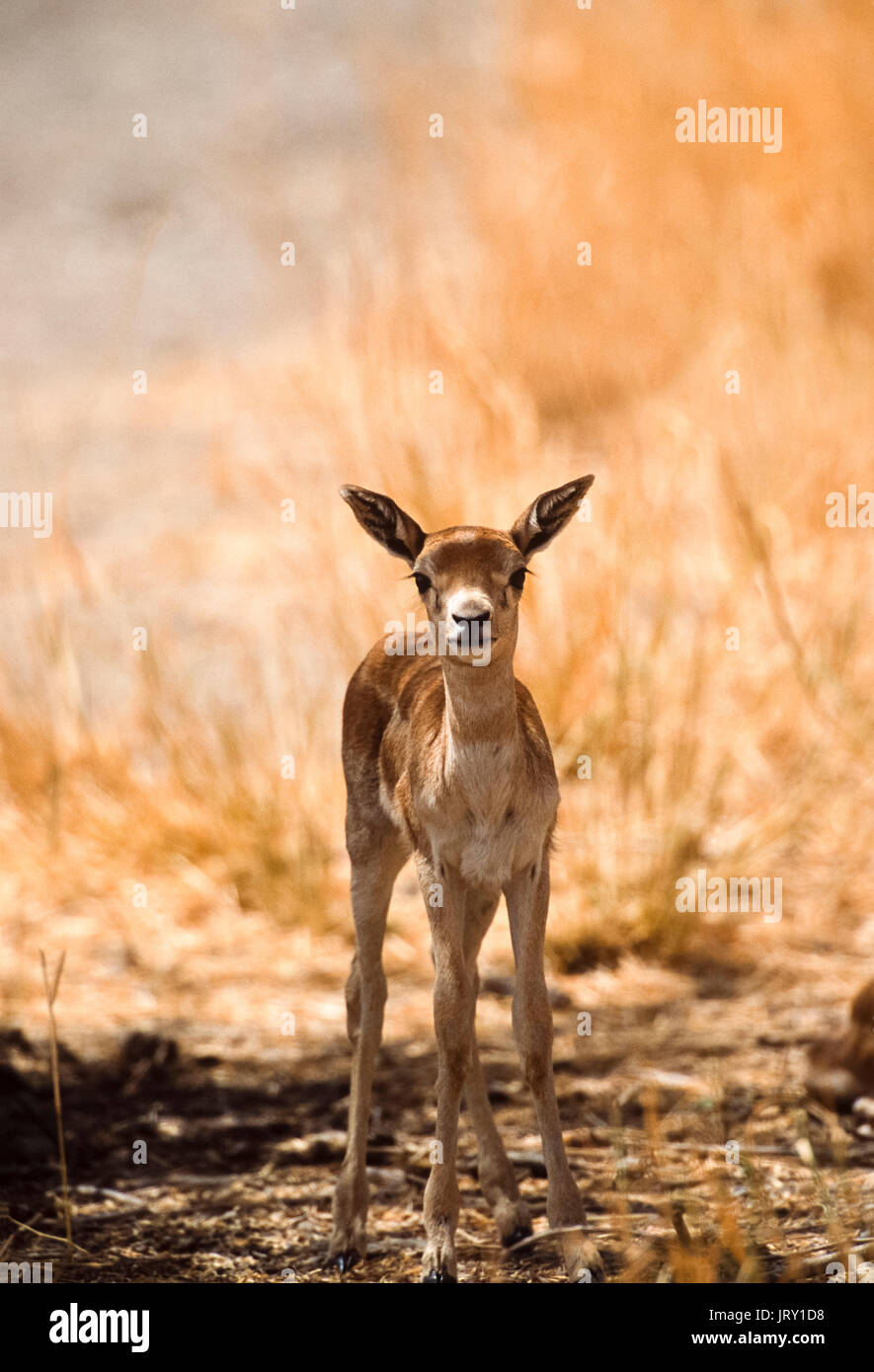 Blackbuck Antelope Baby