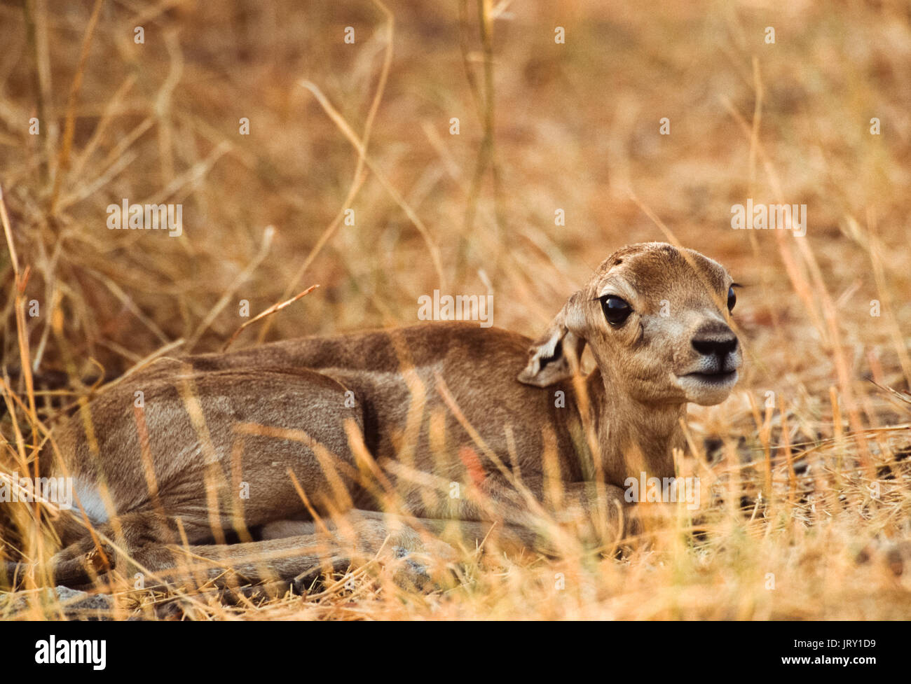 Indian Blackbuck fawn, Antilope cervicapra, Blackbuck National Park ...