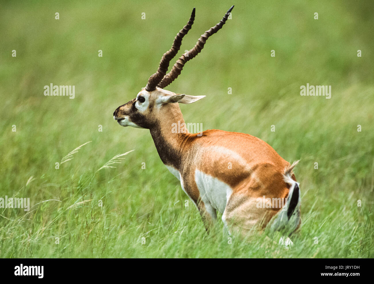 male Indian Blackbuck urinating , also known as Blackbuck or Indian ...