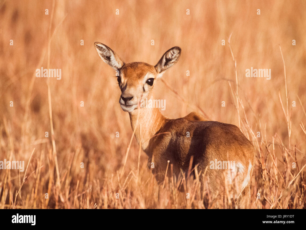 Baby blackbuck hi-res stock photography and images - Alamy