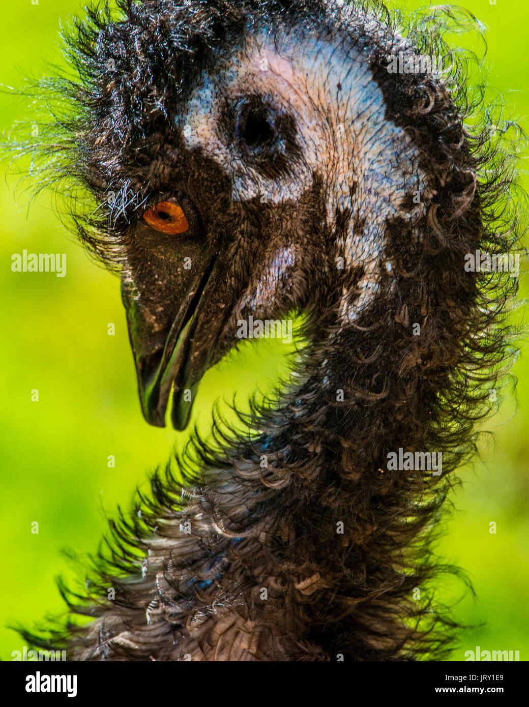 Question the Emu Stock Photo - Alamy