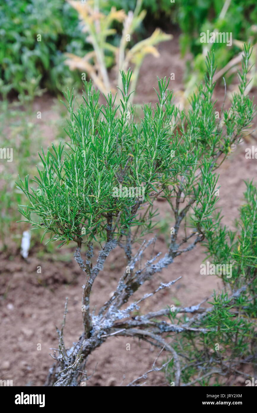 Rosmarin Busch, Strauch, im Garten Stock Photo - Alamy