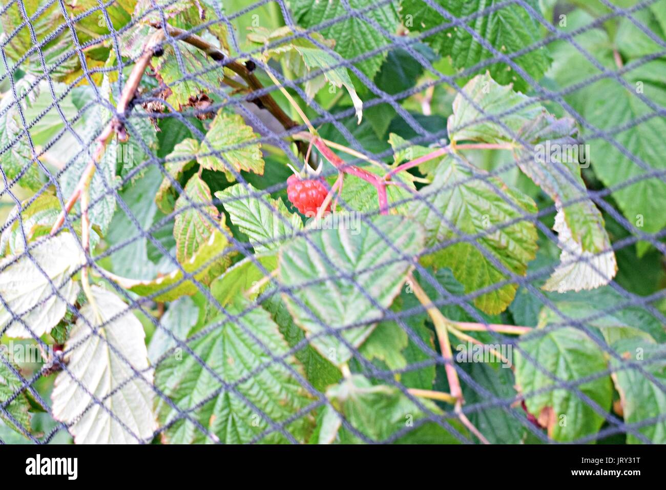Raspberry vine hi-res stock photography and images - Alamy