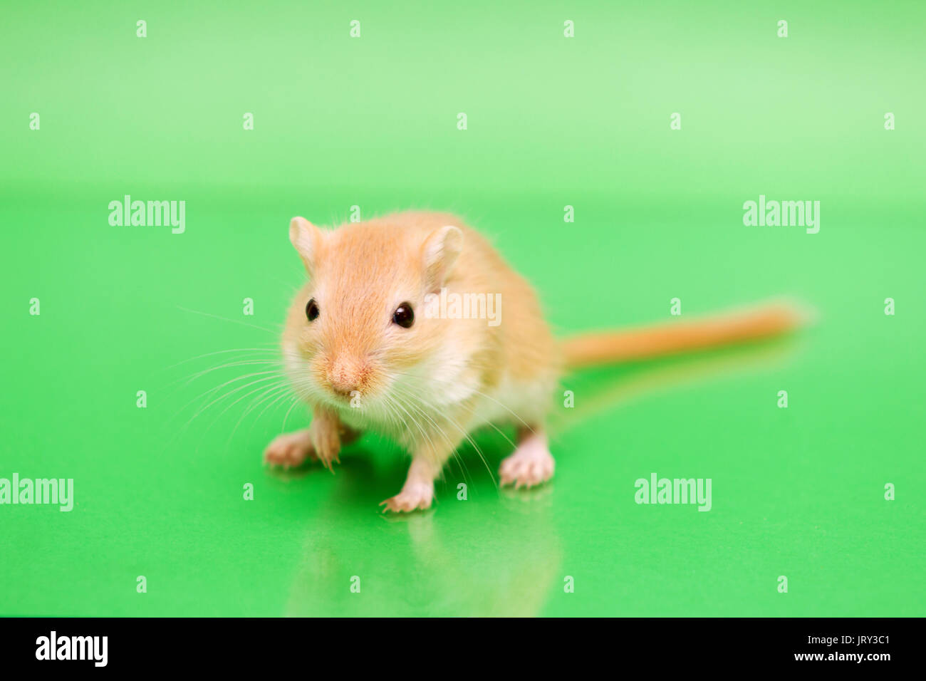 Fluffy cute rodent - gerbil on green background Stock Photo - Alamy