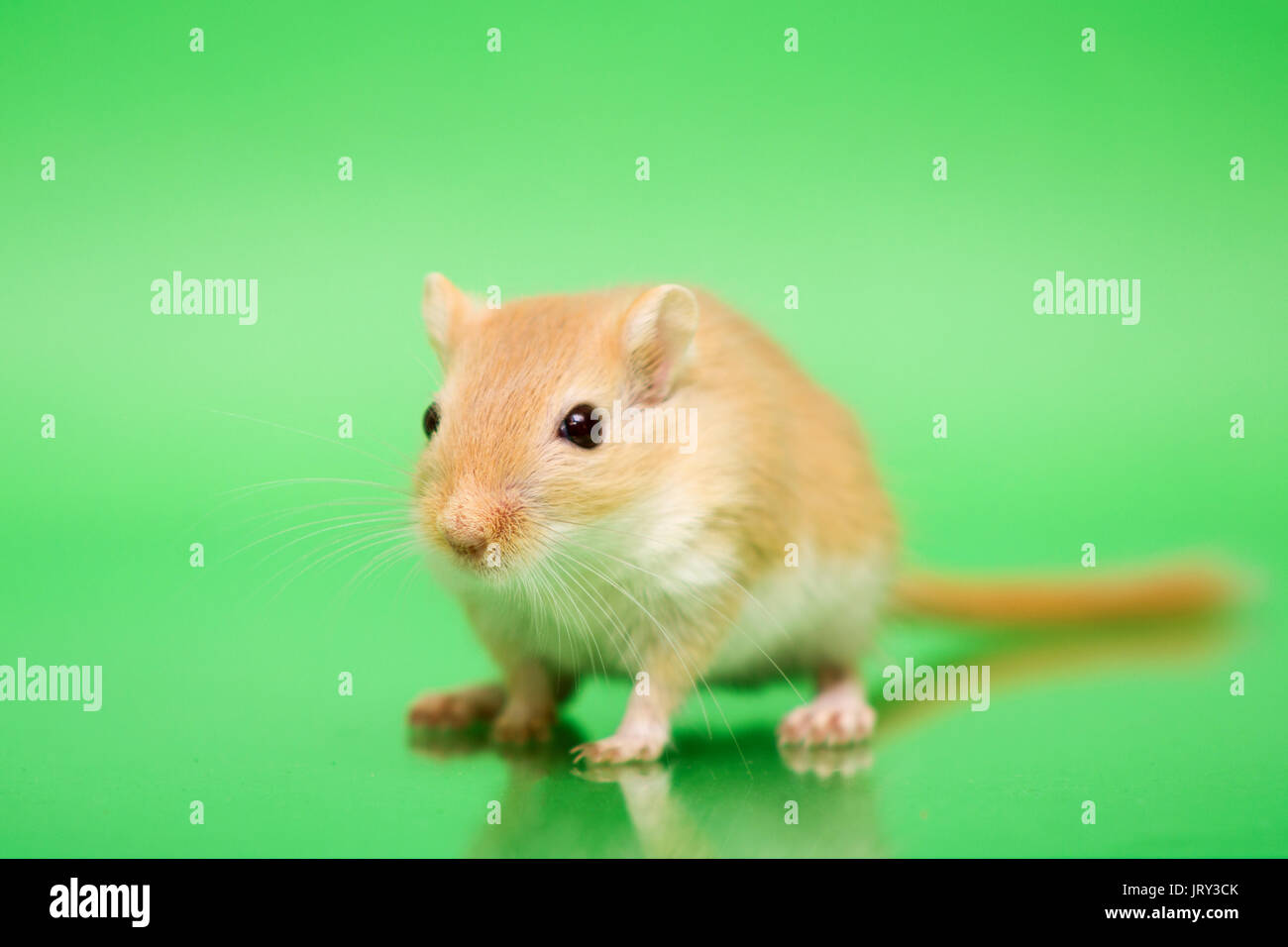 Fluffy cute rodent - gerbil on green background Stock Photo - Alamy