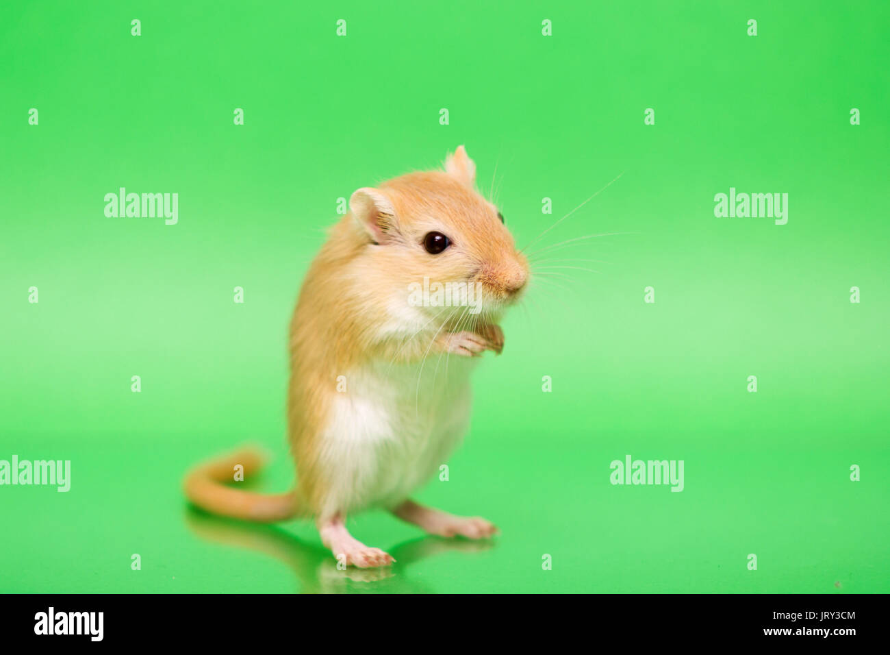 Fluffy cute rodent - gerbil on green background Stock Photo - Alamy