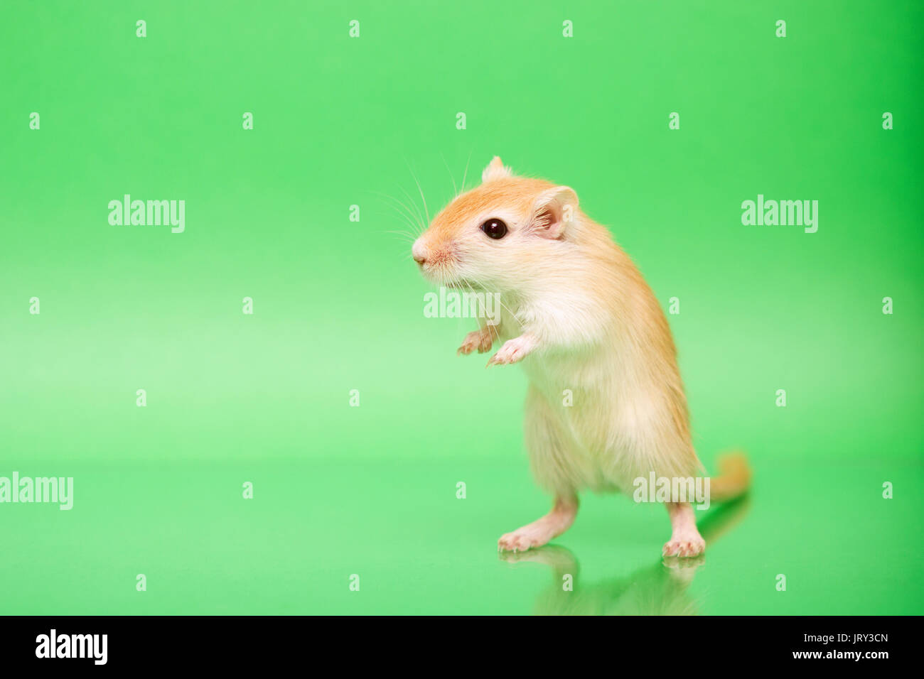 Fluffy cute rodent - gerbil on green background Stock Photo - Alamy