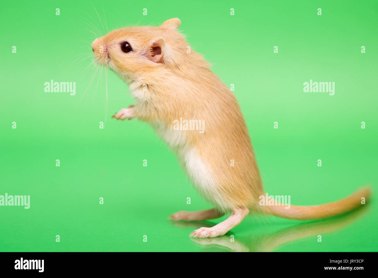 Fluffy cute rodent - gerbil on green background Stock Photo - Alamy