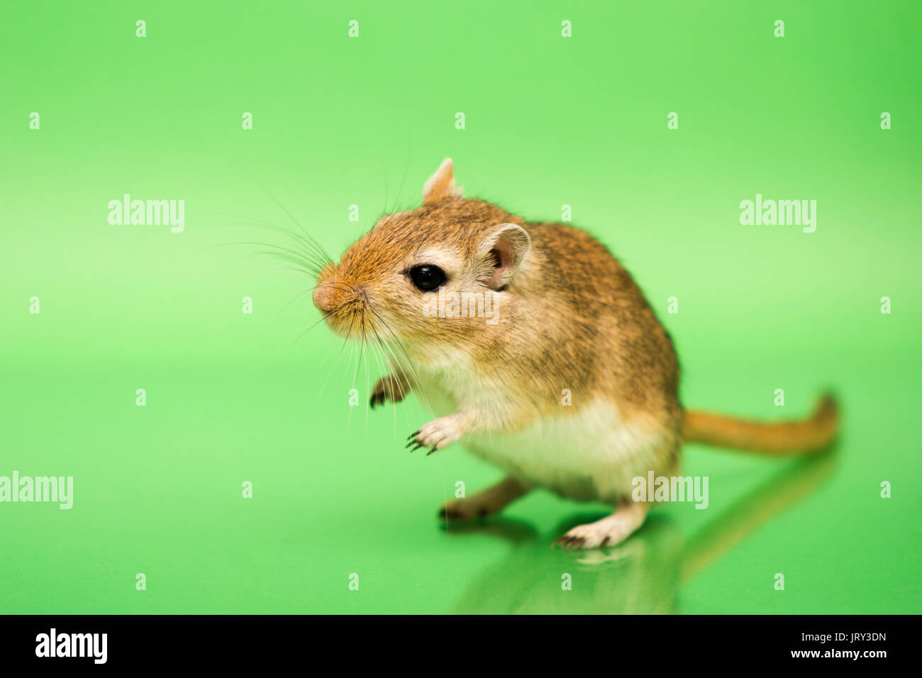 Fluffy cute rodent - gerbil on green background Stock Photo - Alamy