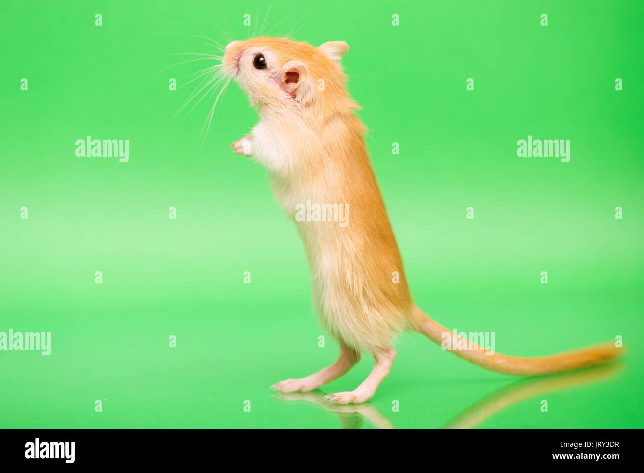 Fluffy cute rodent - gerbil on green background Stock Photo - Alamy
