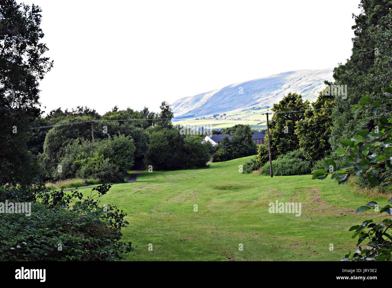 field with trees Stock Photo - Alamy