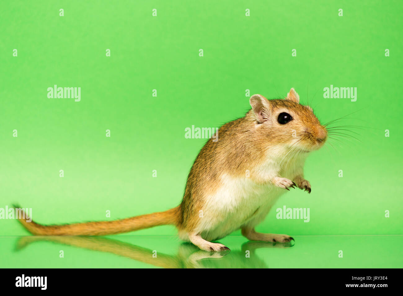 Fluffy cute rodent - gerbil on green background Stock Photo - Alamy