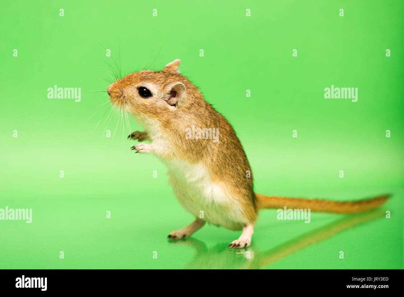 Fluffy cute rodent - gerbil on green background Stock Photo - Alamy