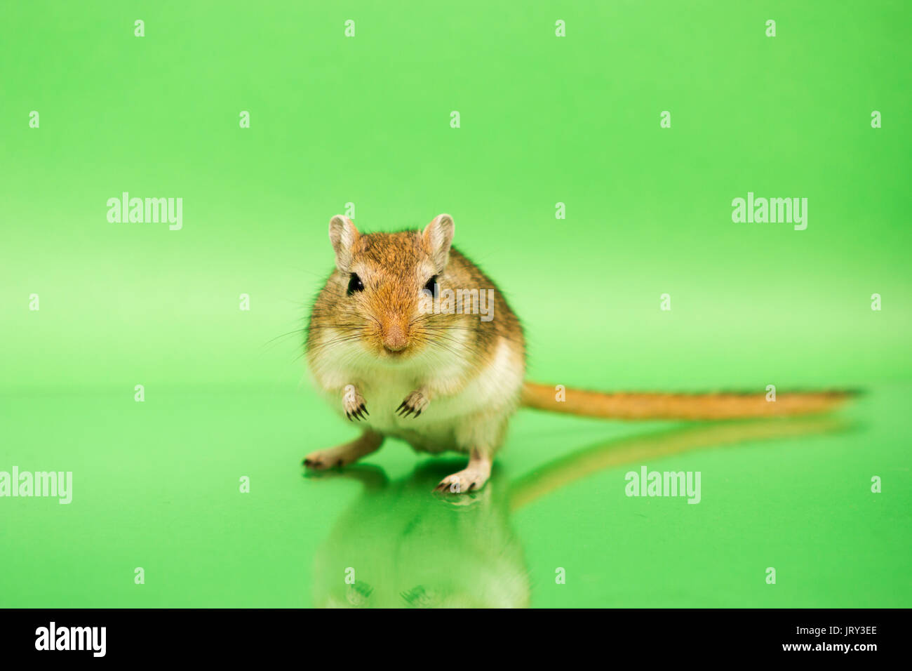 Fluffy cute rodent - gerbil on green background Stock Photo - Alamy