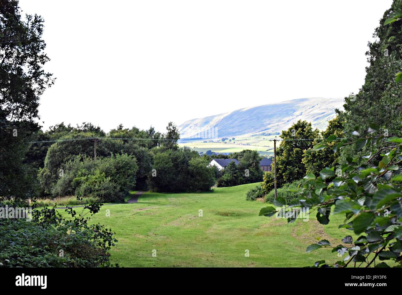 field with trees Stock Photo - Alamy