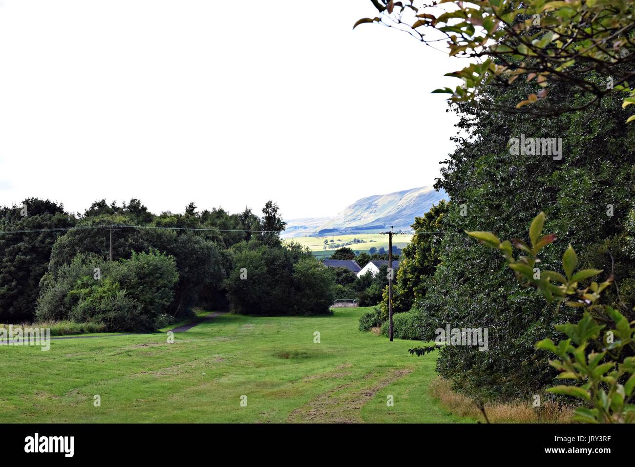 field with trees Stock Photo - Alamy