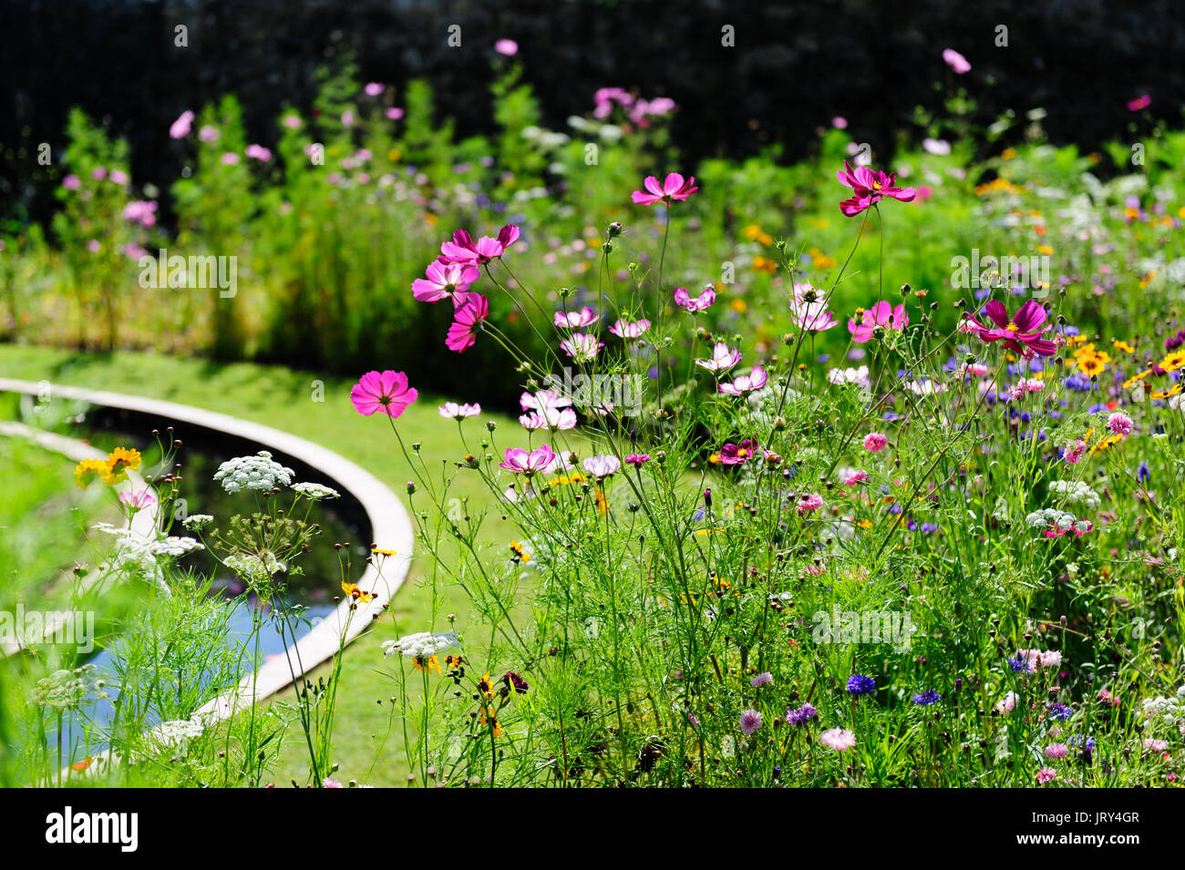 Welsh wild flowers hi-res stock photography and images - Alamy