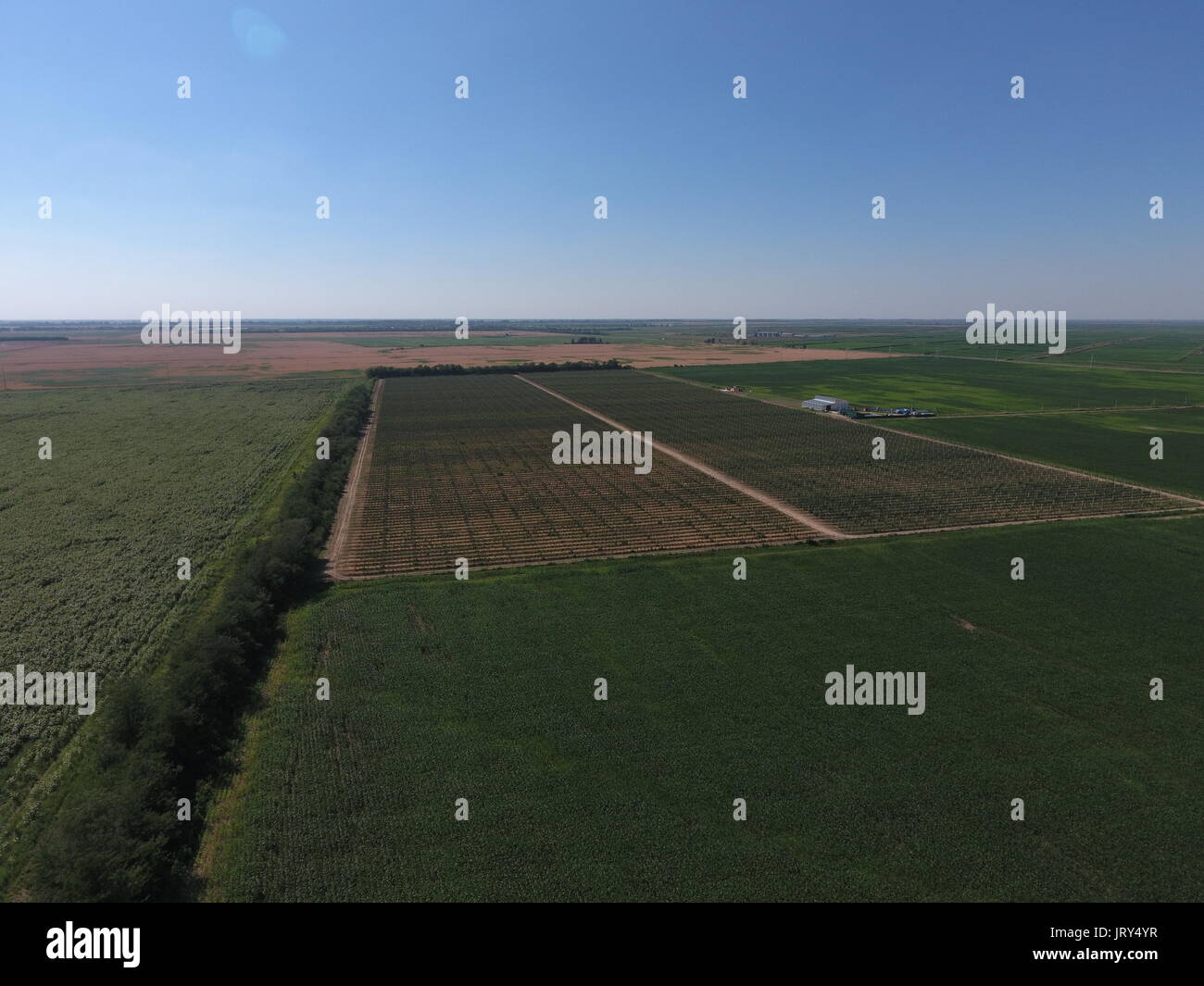 Top view of the garden of dwarf apple trees Stock Photo - Alamy