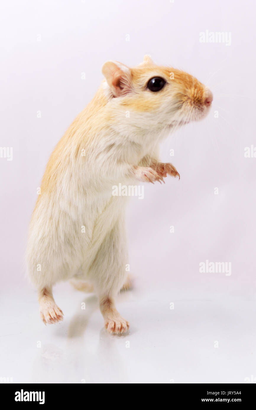 Fluffy small rodent - gerbil on white background Stock Photo - Alamy