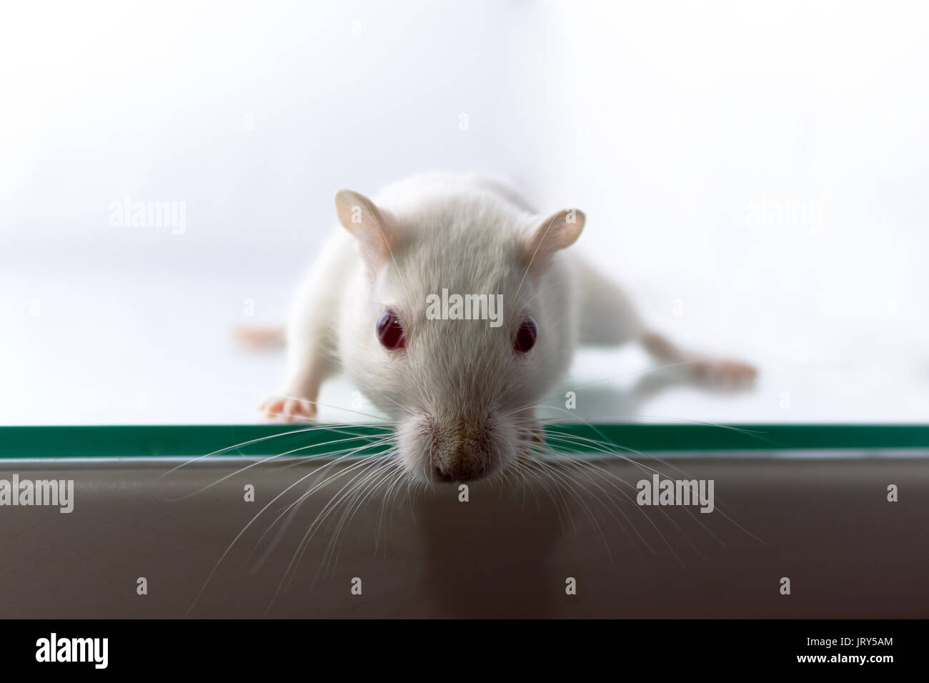Fluffy small rodent - gerbil on white background Stock Photo - Alamy