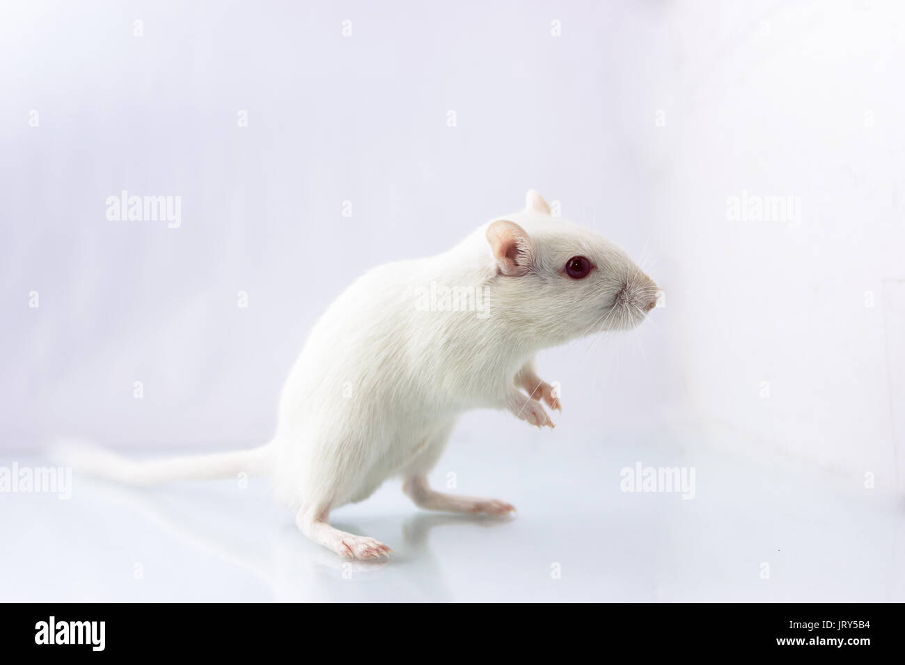 Fluffy small rodent - gerbil on white background Stock Photo - Alamy
