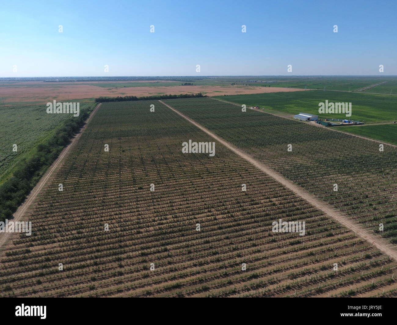 Top view of the garden of dwarf apple trees Stock Photo - Alamy