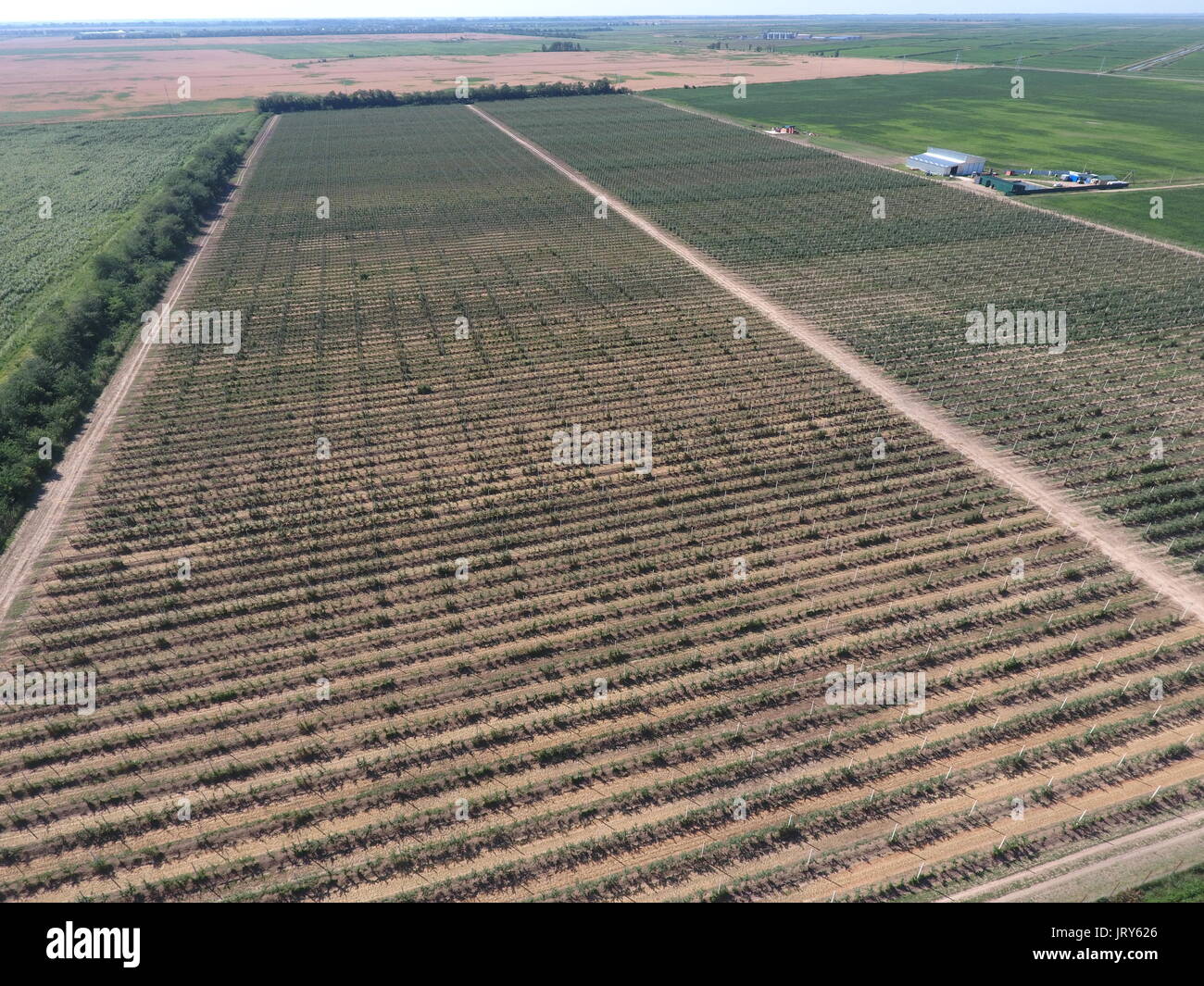 Top view of the garden of dwarf apple trees Stock Photo - Alamy