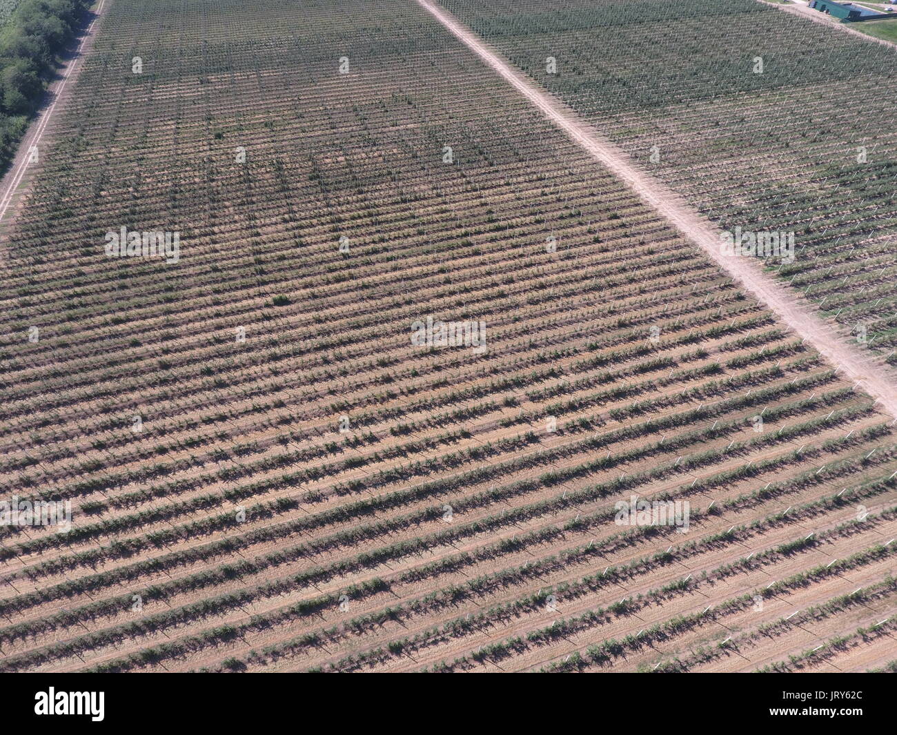 Top view of the garden of dwarf apple trees Stock Photo - Alamy