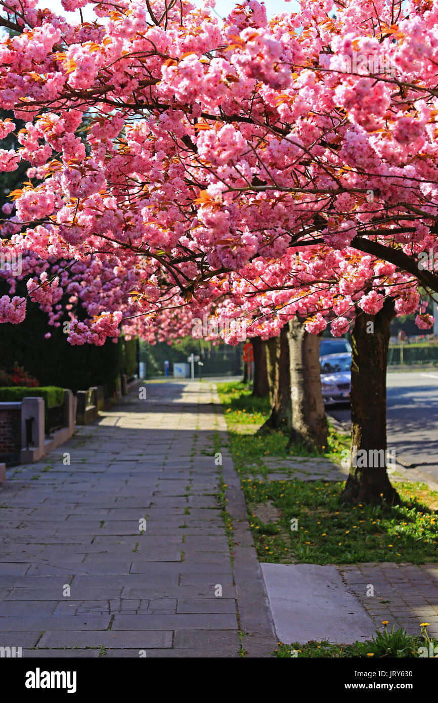 Pink cherry blossom street hi-res stock photography and images - Alamy