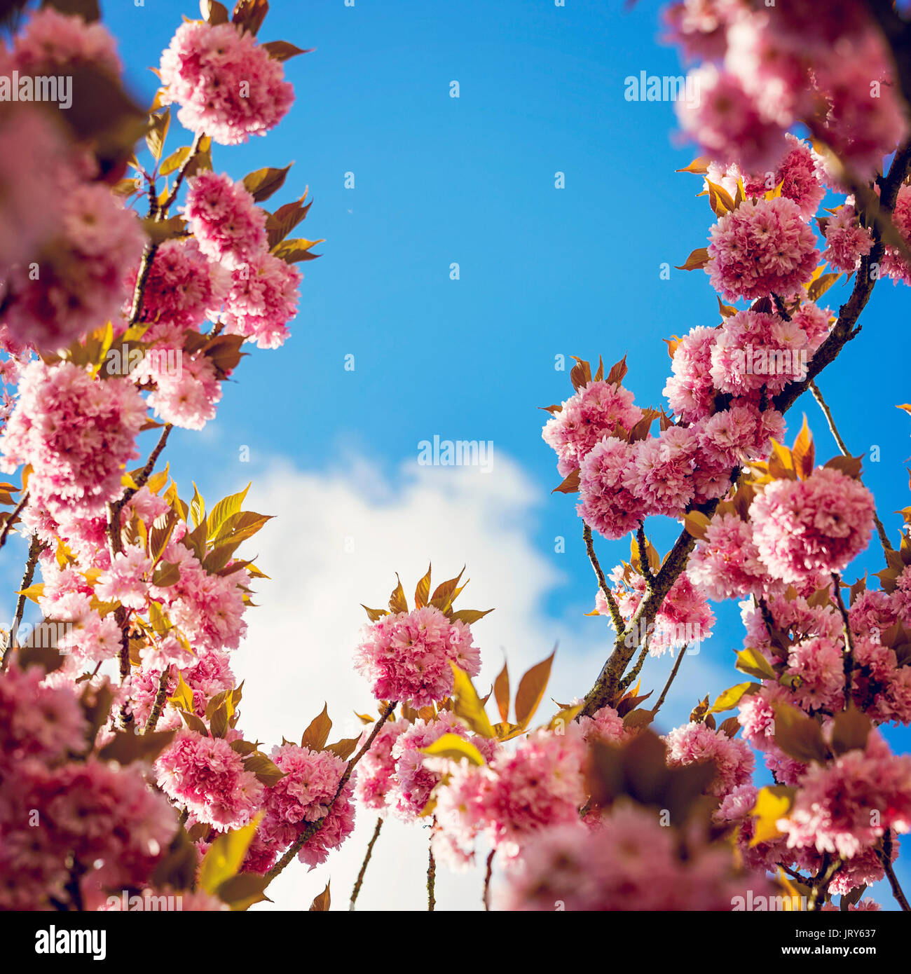 Spring sakura blossom macro hi-res stock photography and images - Alamy
