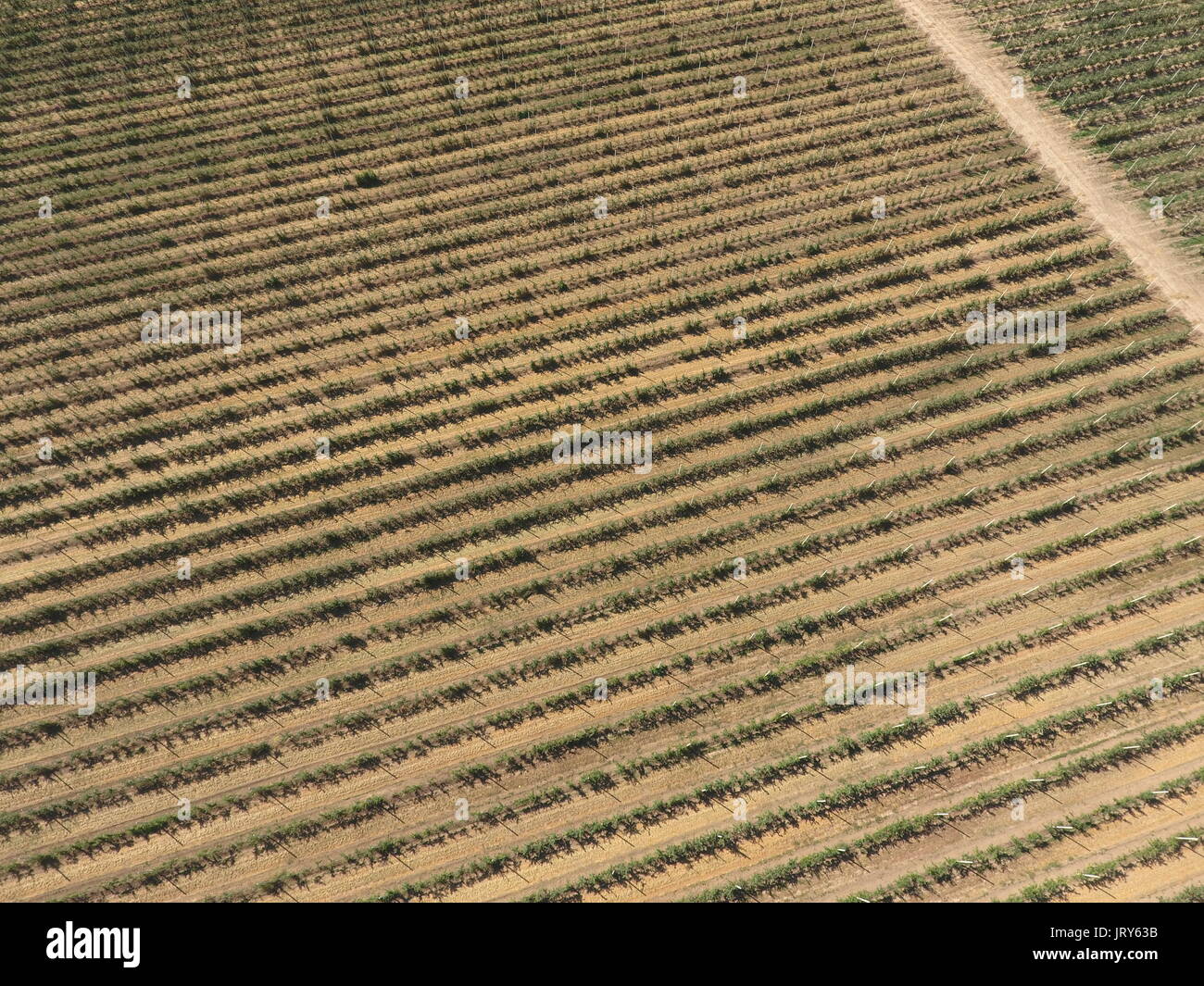 Top view of the garden of dwarf apple trees Stock Photo - Alamy